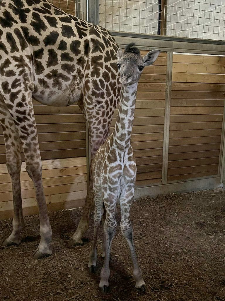 Grande benvenuto per un piccolo gigante: lo zoo di Kansas City celebra ...