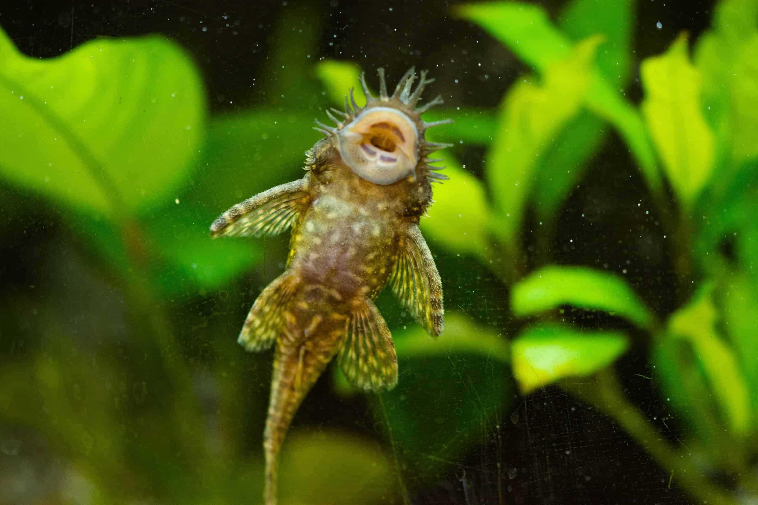 Pesce gatto corazzato