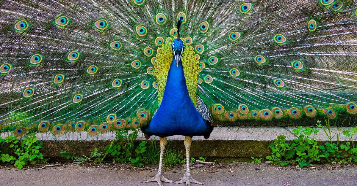 Peacock Poop: tutto ciò che avresti sempre voluto sapere