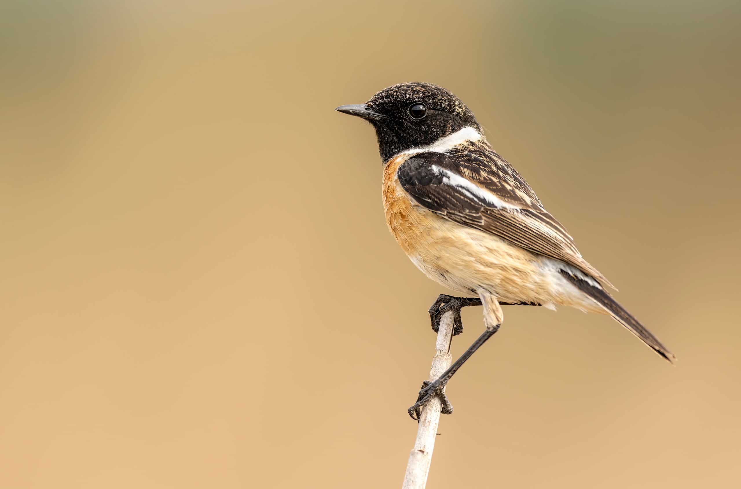 Stonechat