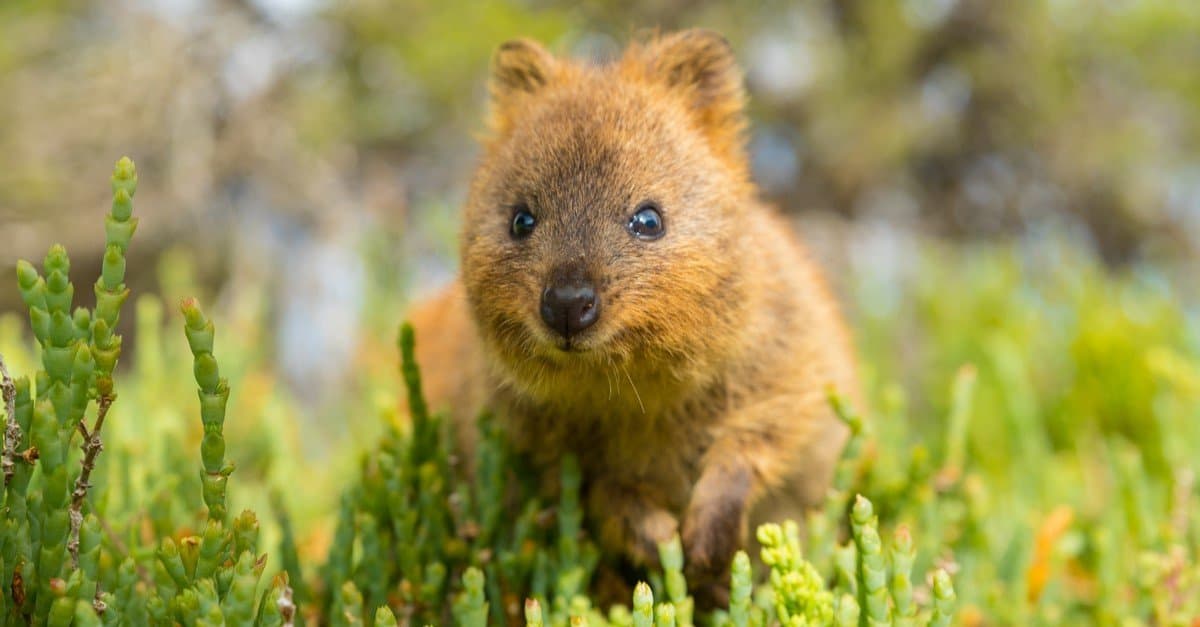 Quokka Poop: tutto ciò che avresti sempre voluto sapere