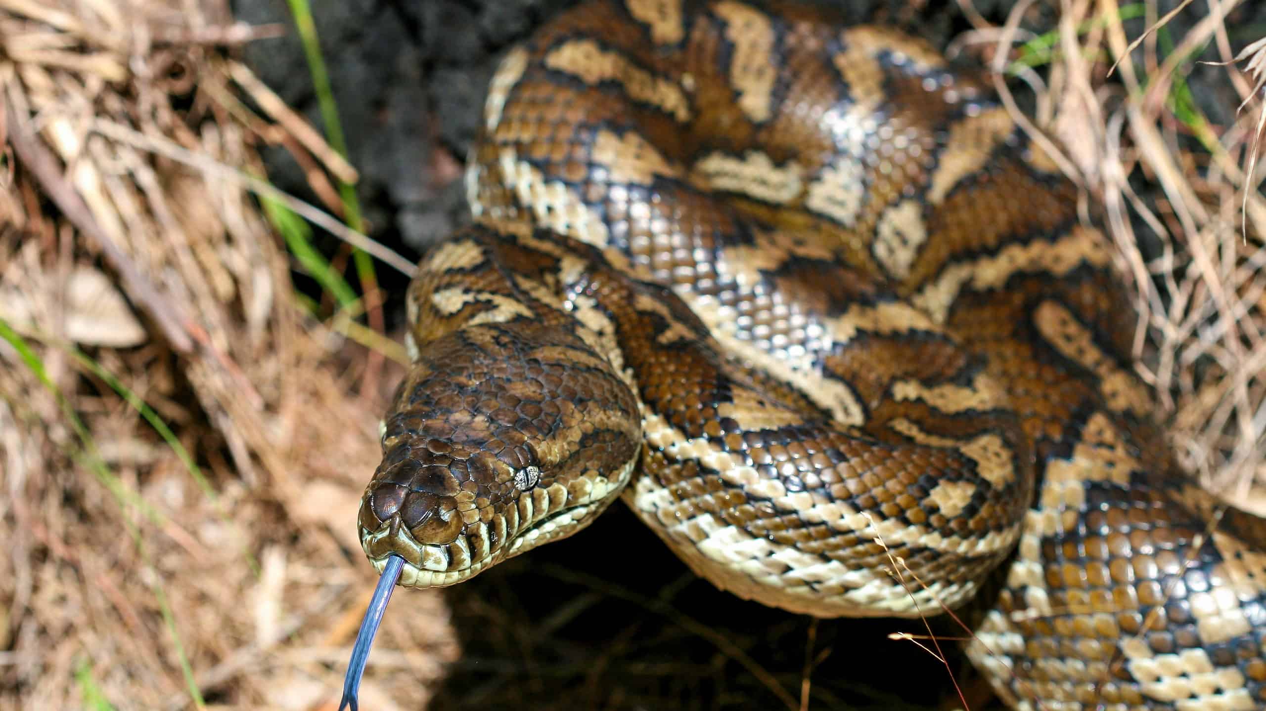 Guarda i commensali scoprono un enorme serpente nel McDonald's Drive-Thru