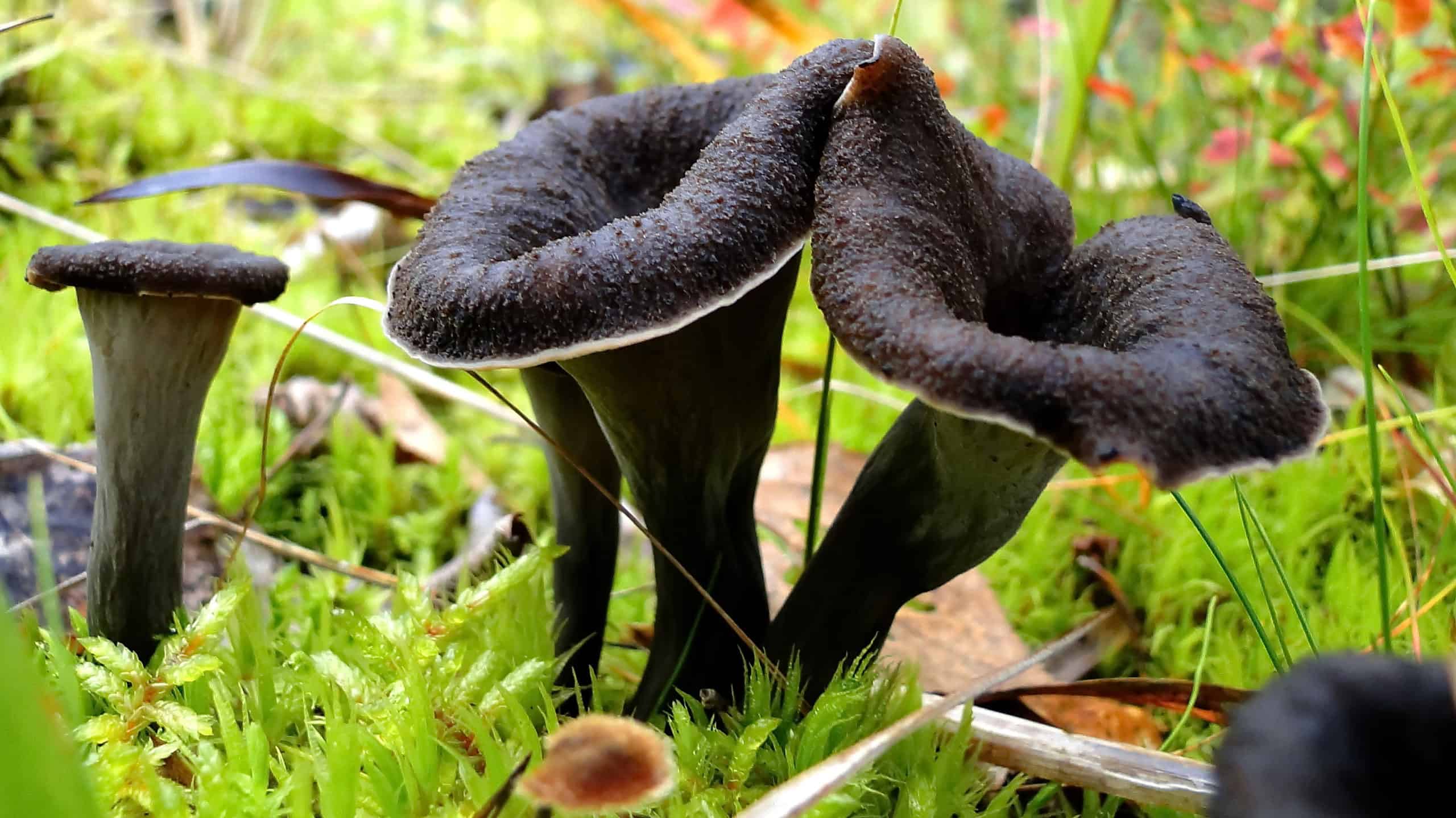 Funghi tromba neri: una guida completa