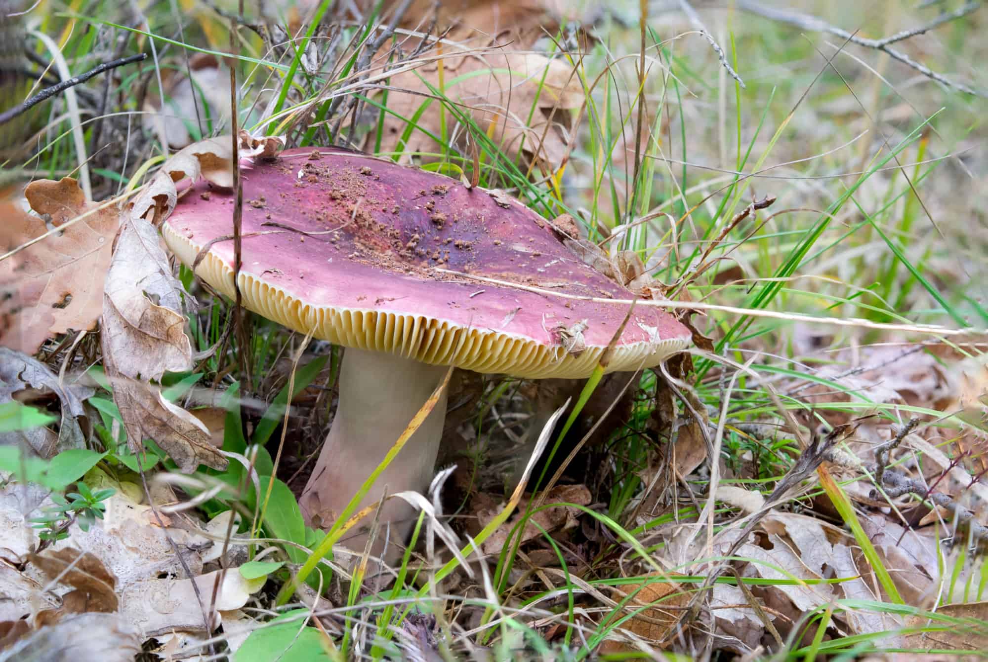 Tipi di funghi Russula