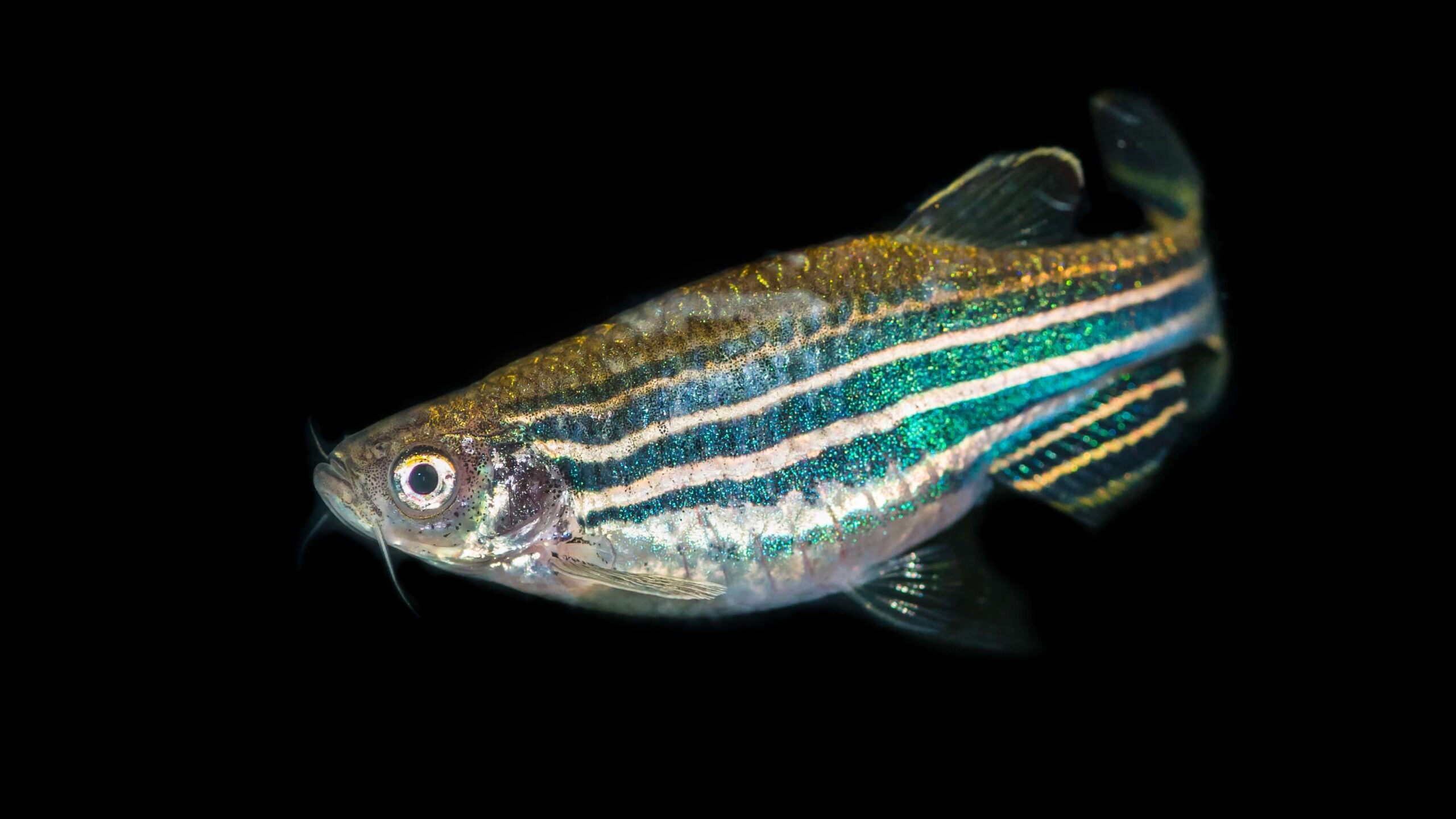 Zebrafish (pesce zebra)