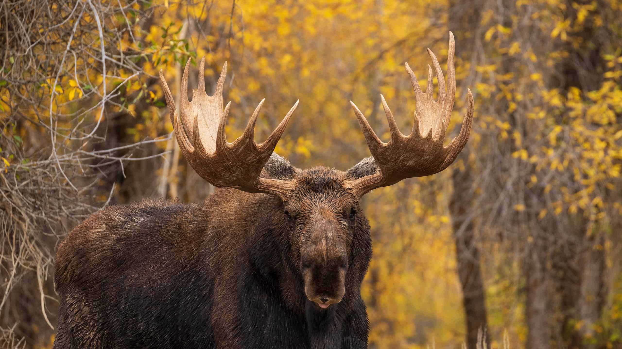 Gigante moderno! L'alce più grande mai catturato nel Montana