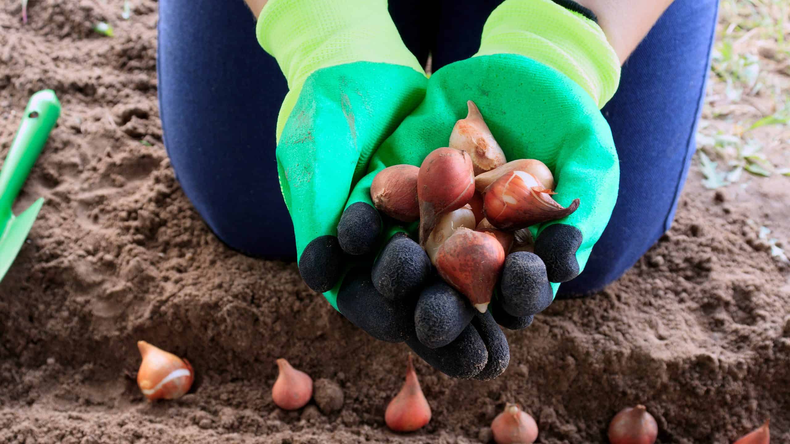 Come piantare i bulbi di tulipano: la guida completa