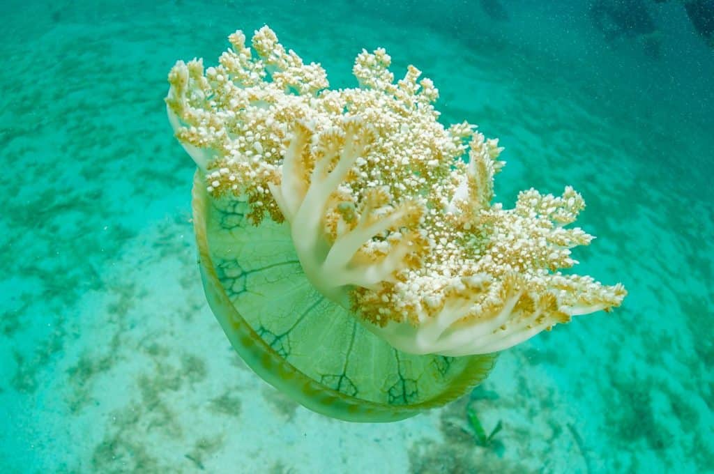 Anche le meduse senza cervello dormono e questo potrebbe spiegare ...