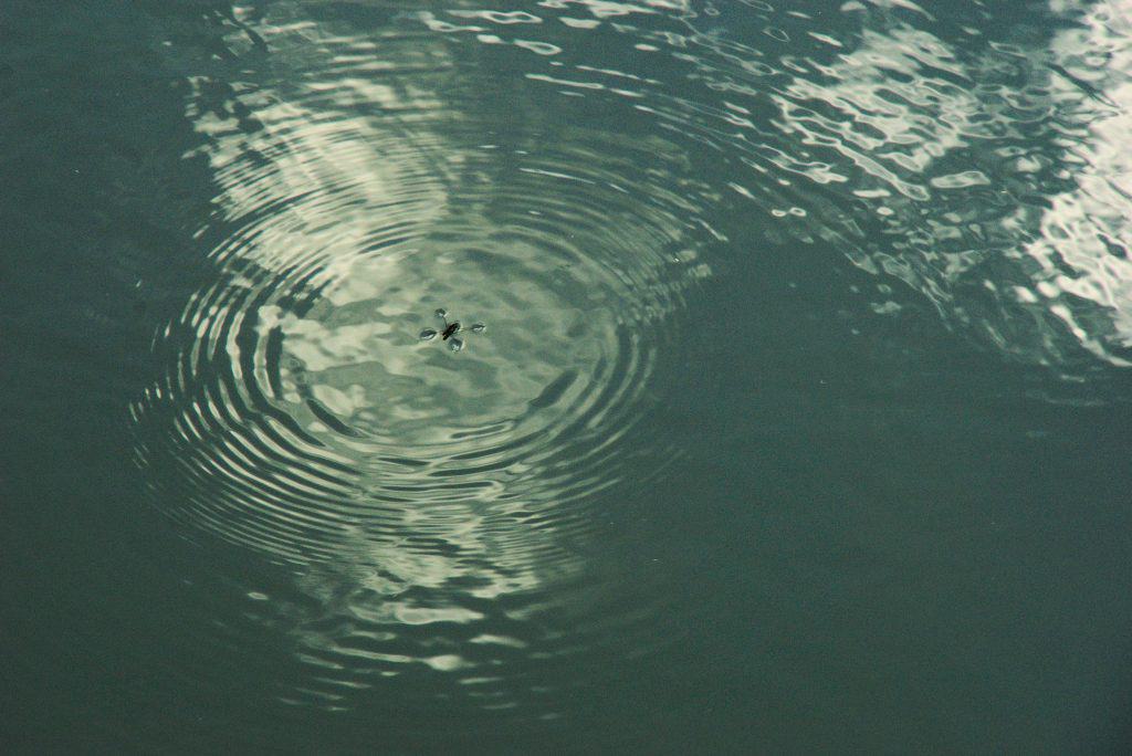 Questi insetti non si limitano a camminare sull'acqua: remano e ...